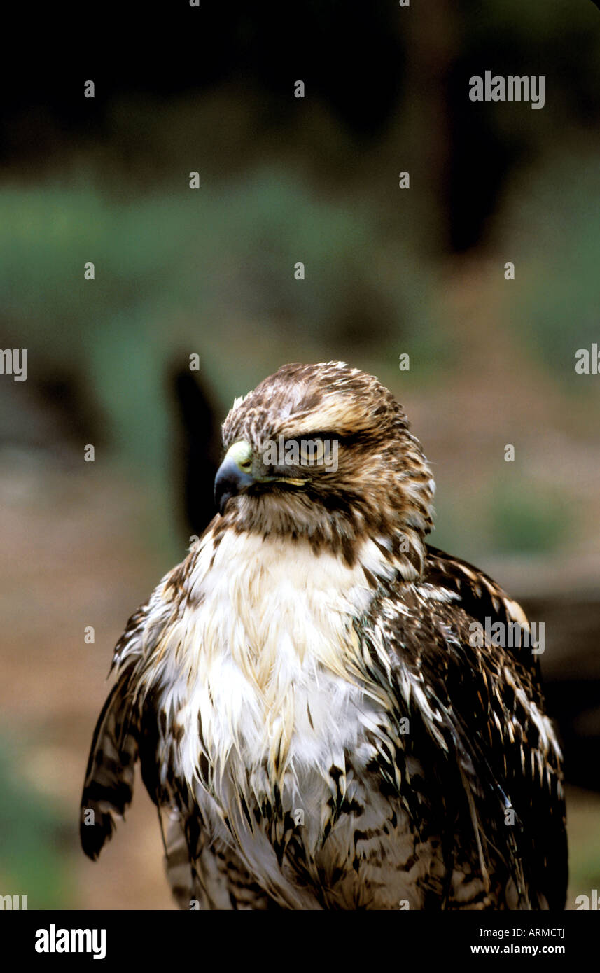 National park red tail hawk hi-res stock photography and images - Alamy