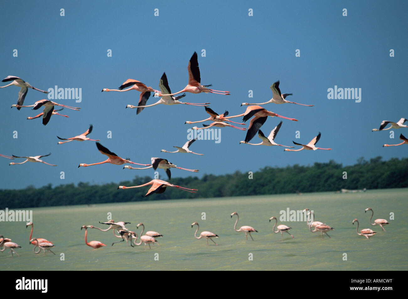 Flamingos, Celestun National Wildlife Refuge, Yucatan, Mexico, North ...