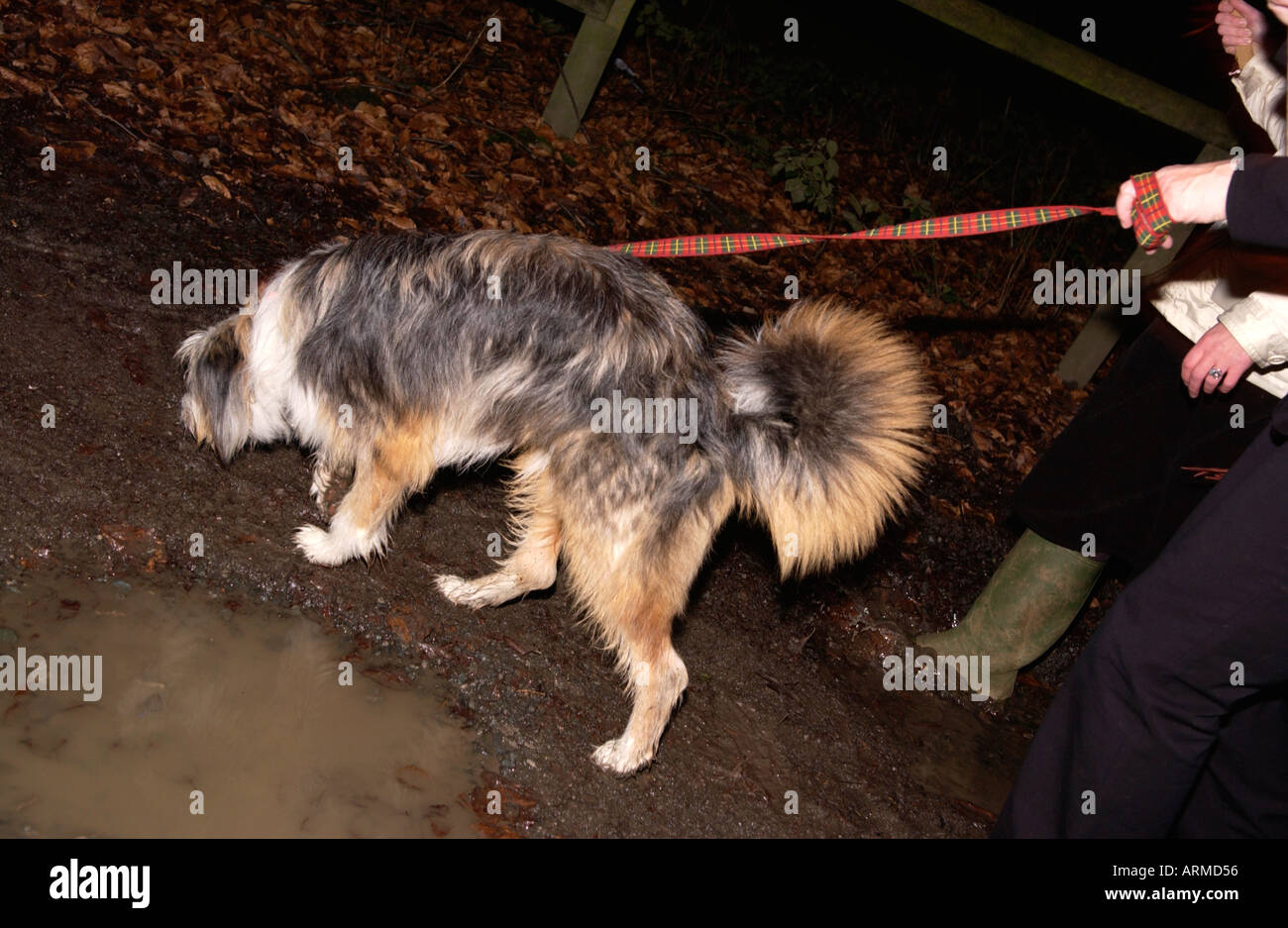 Torch light dog hi-res stock photography and images - Alamy
