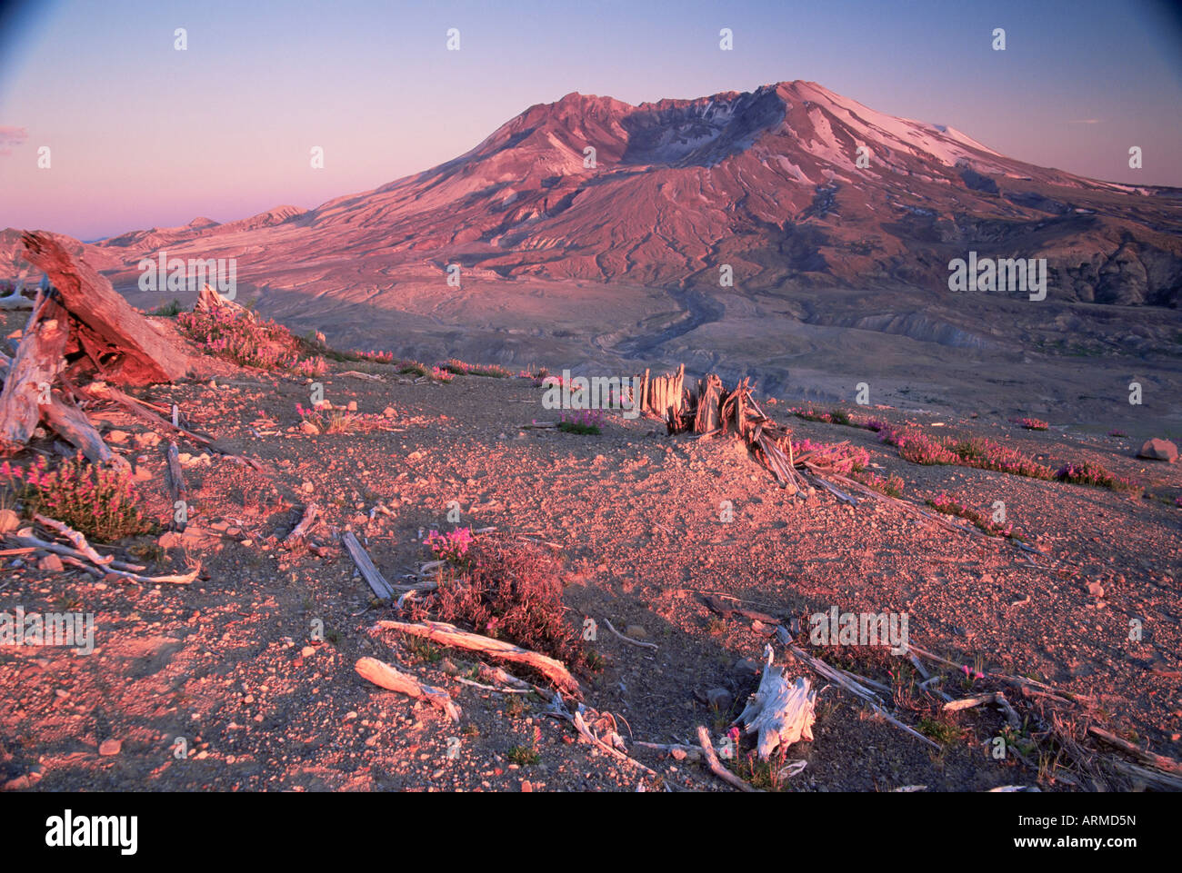 Penstemon flowers, Mount St. Helens, Mount St. Helens National Volcanic ...