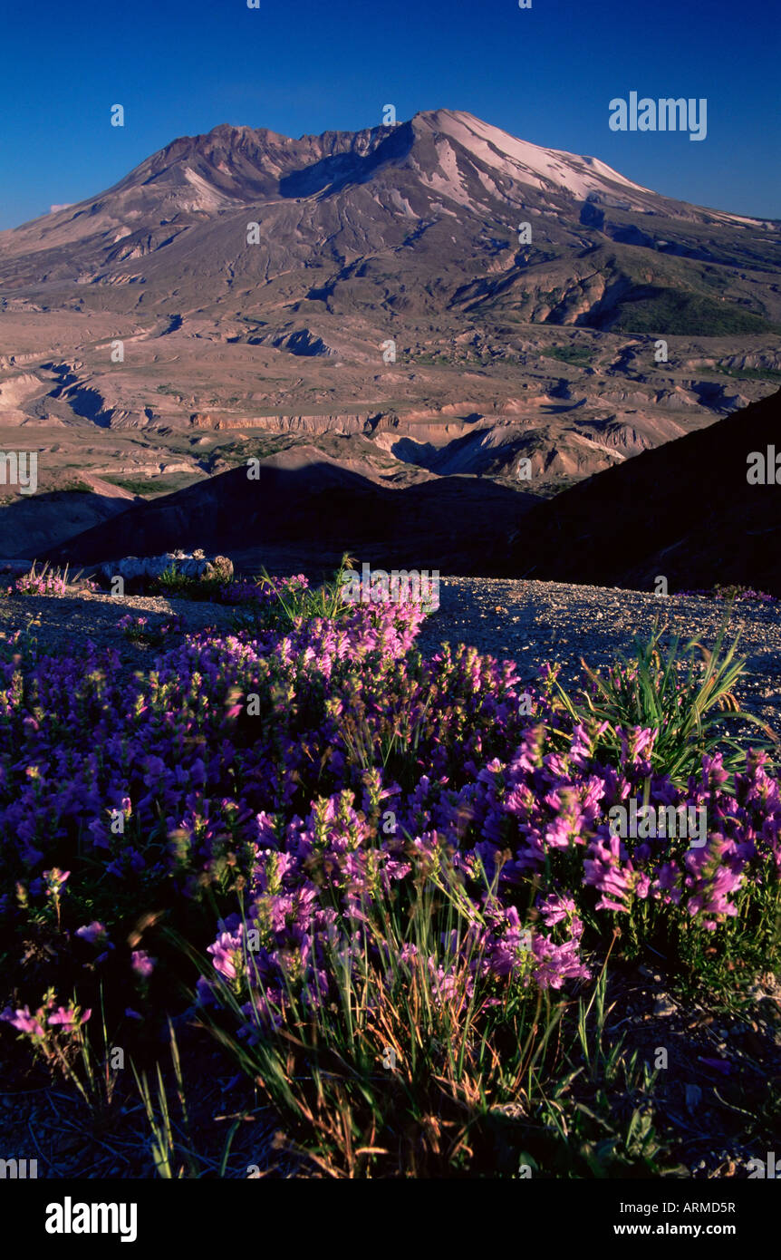 Penstemon flowers, Mount St. Helens, Mount St. Helens National Volcanic ...