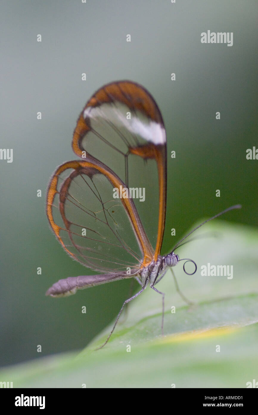 glass wing butterfly Stock Photo - Alamy