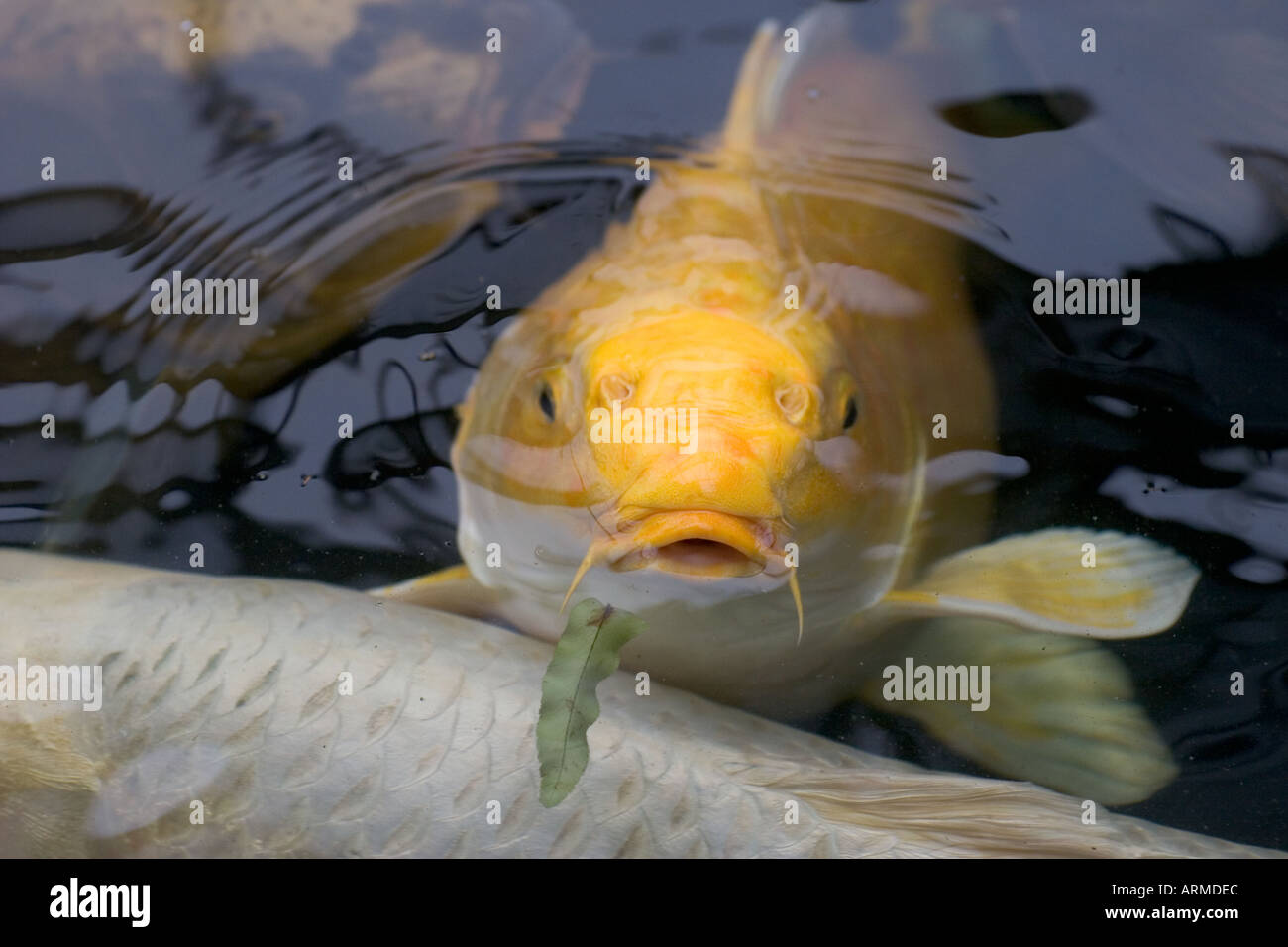 Colourful koi carp vivid carp hi-res stock photography and images - Alamy