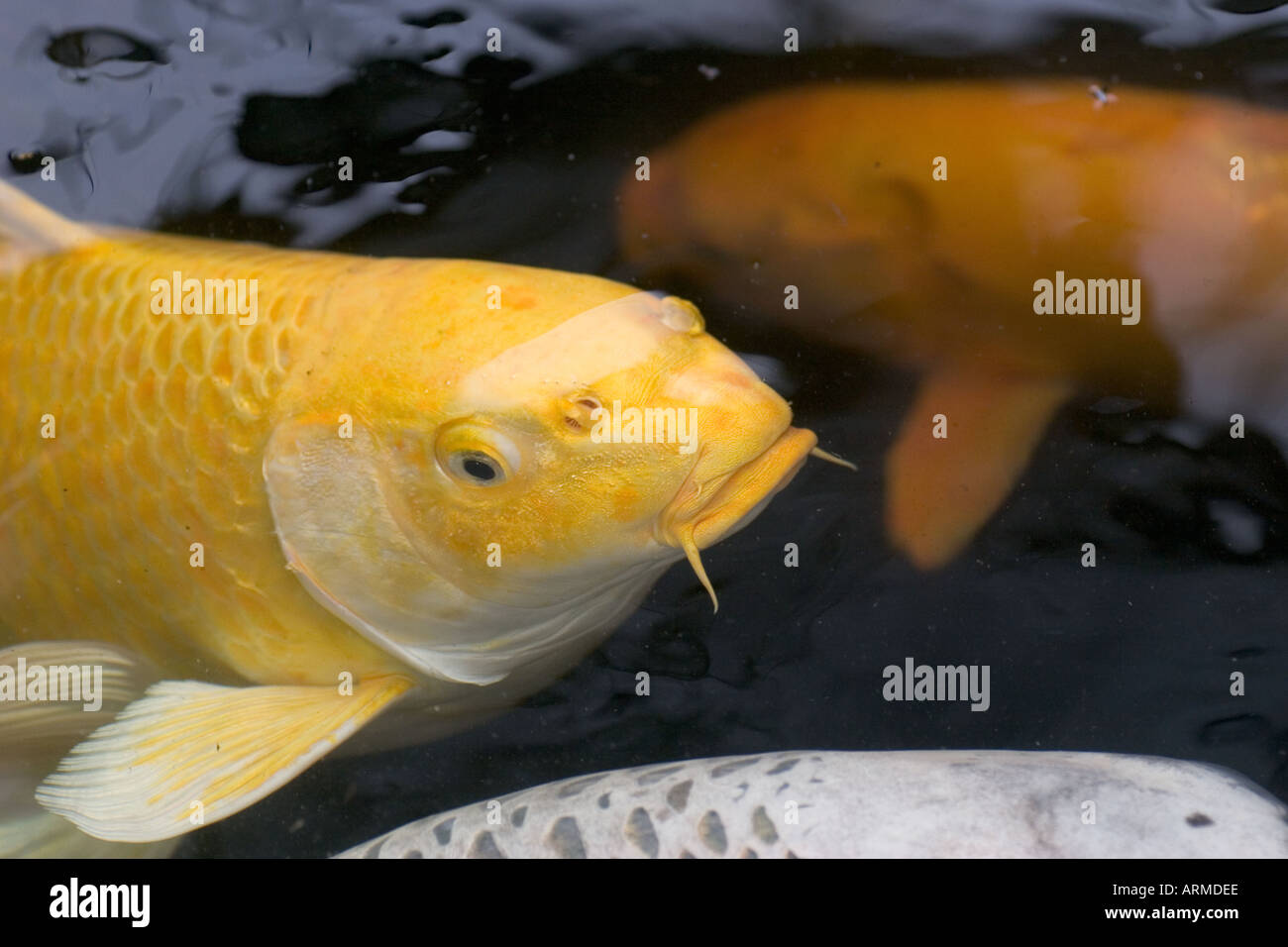 Koi Carp fish Stock Photo - Alamy