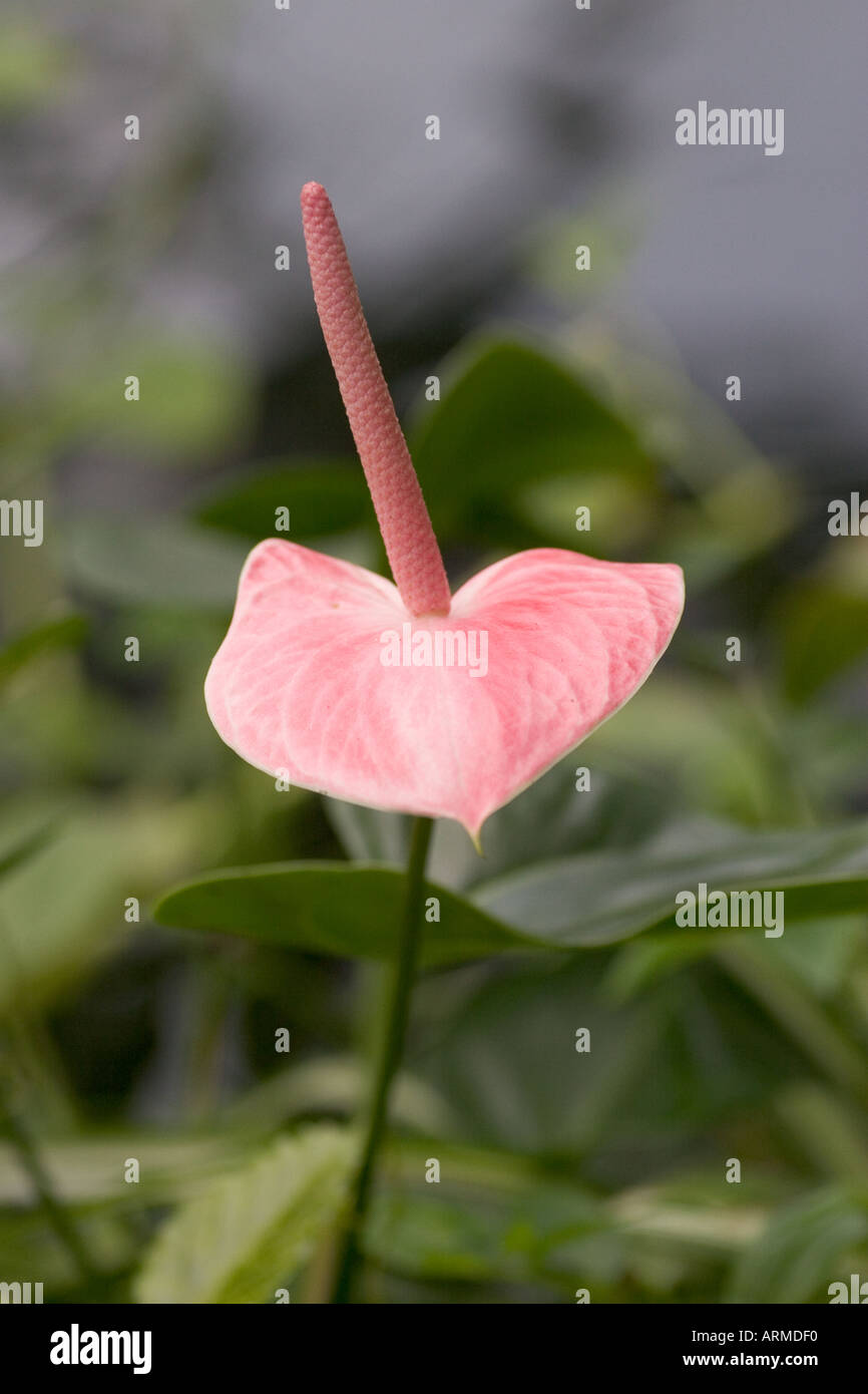 Anthurium andreanum indoor plant hi-res stock photography and images ...