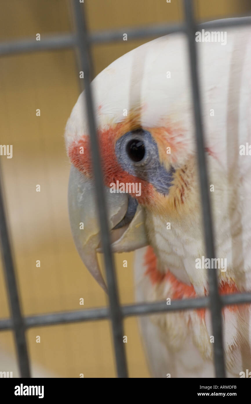 Parrot head close up hi-res stock photography and images - Alamy