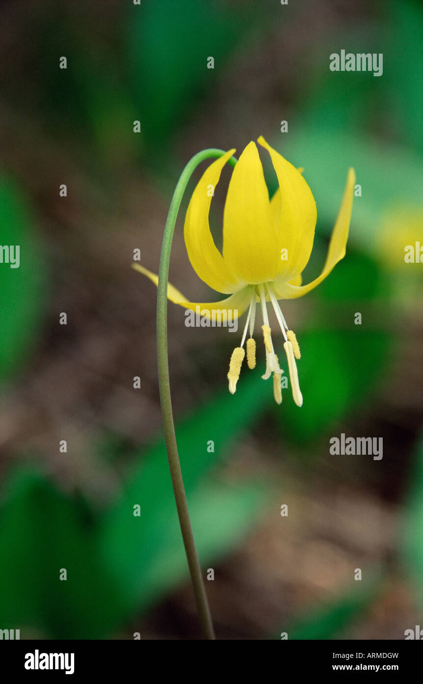Dogtooth violet hi-res stock photography and images - Alamy
