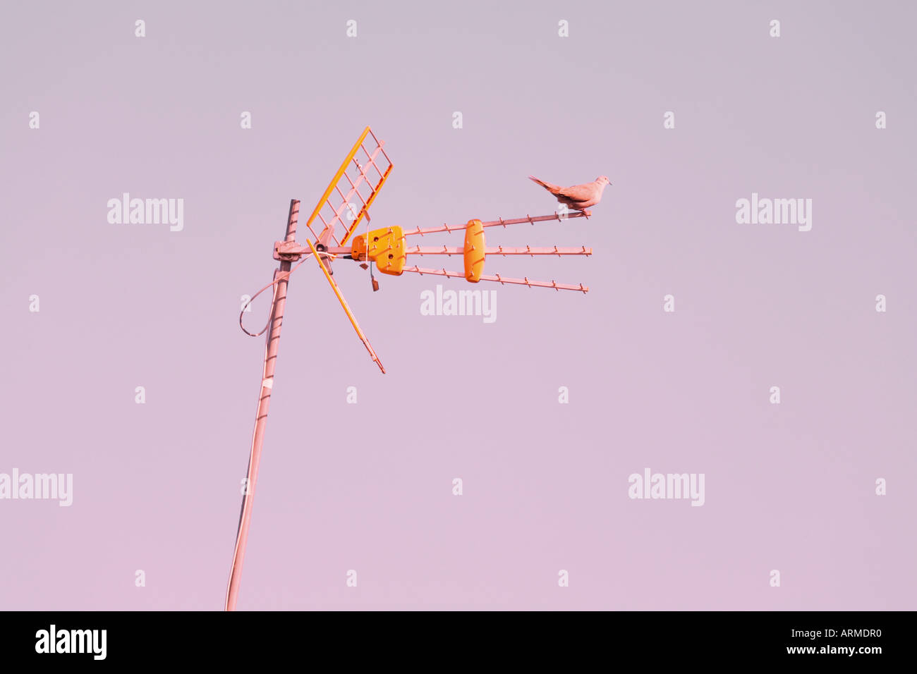 Turtle dove perched on TV aerial Stock Photo - Alamy