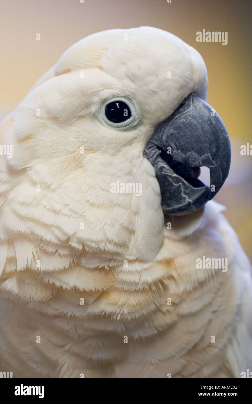 White parrot hi-res stock photography and images - Alamy