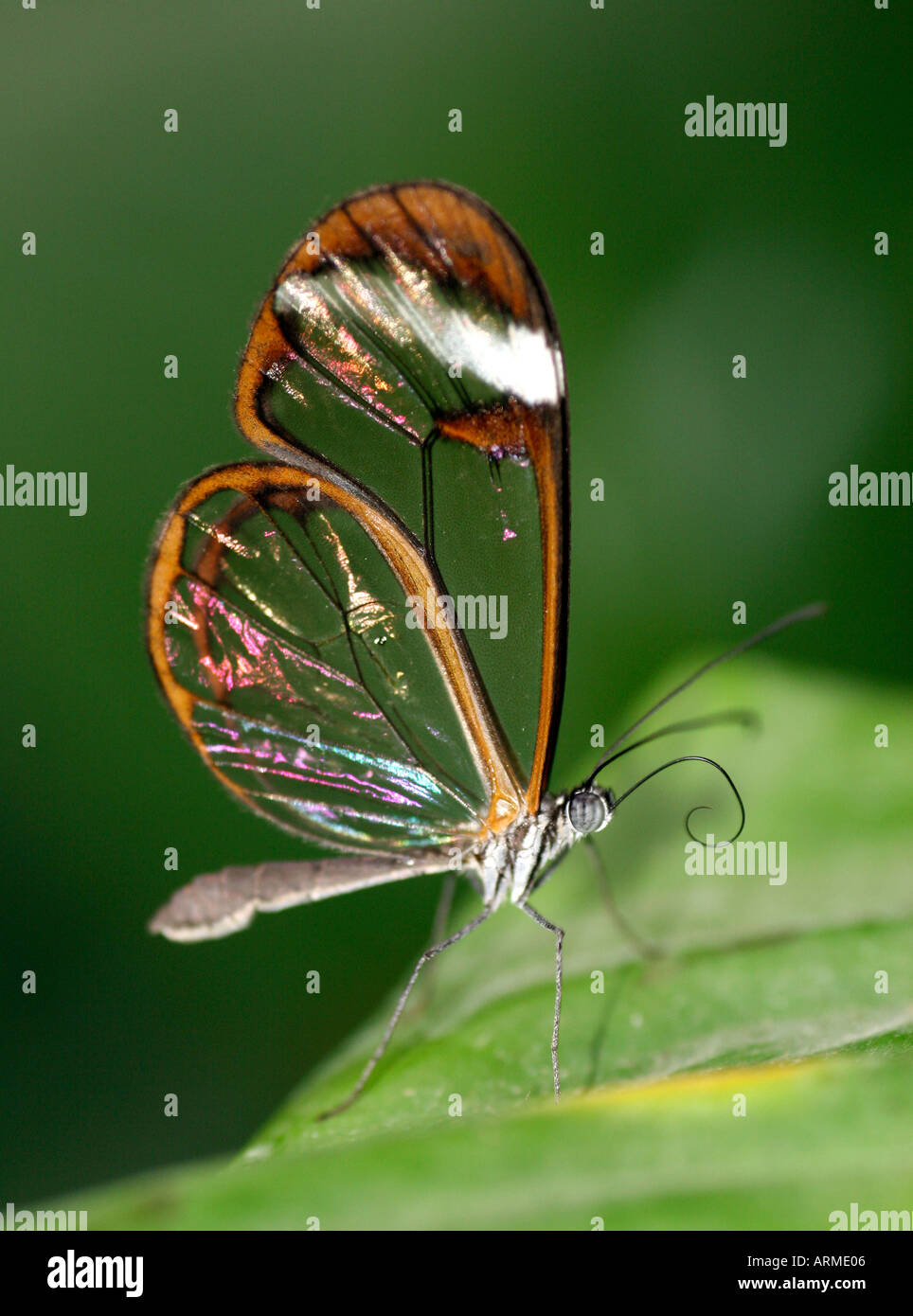Glass wing butterfly Stock Photo - Alamy