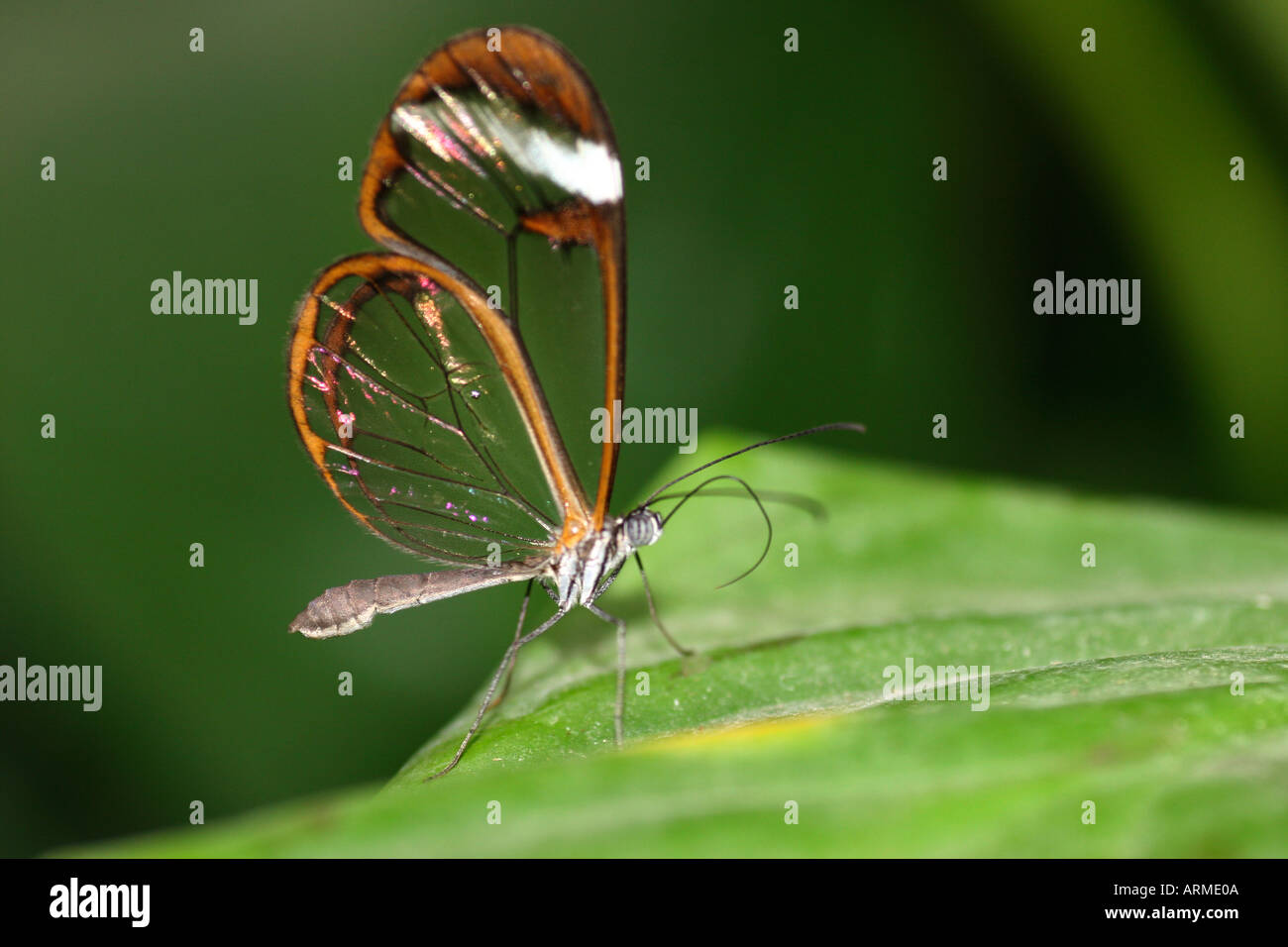 Glass wing butterfly Stock Photo - Alamy