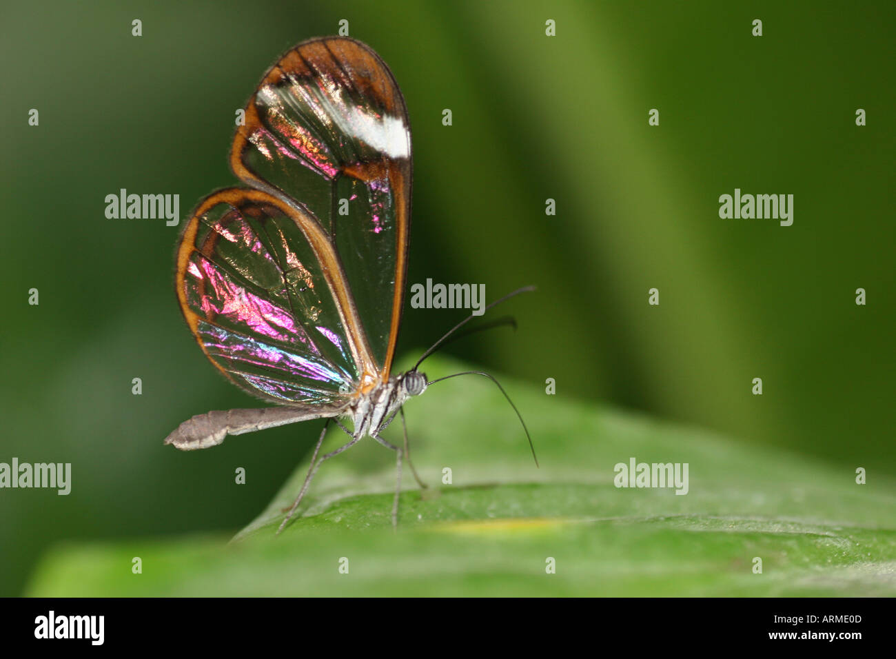 Glass wing butterfly Stock Photo - Alamy