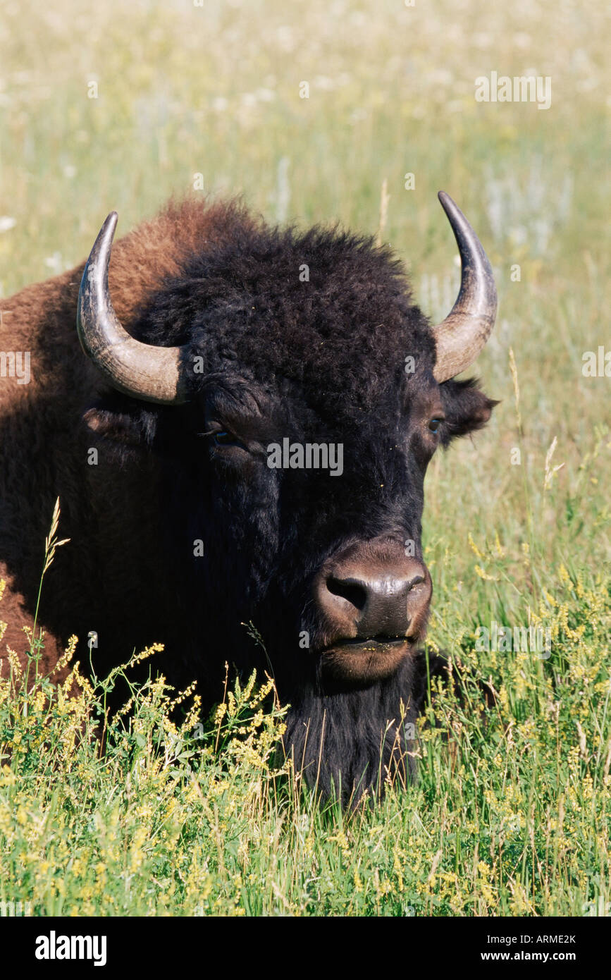 Bison (Bison bison), Theodore Roosevelt National Park, North Dakota ...
