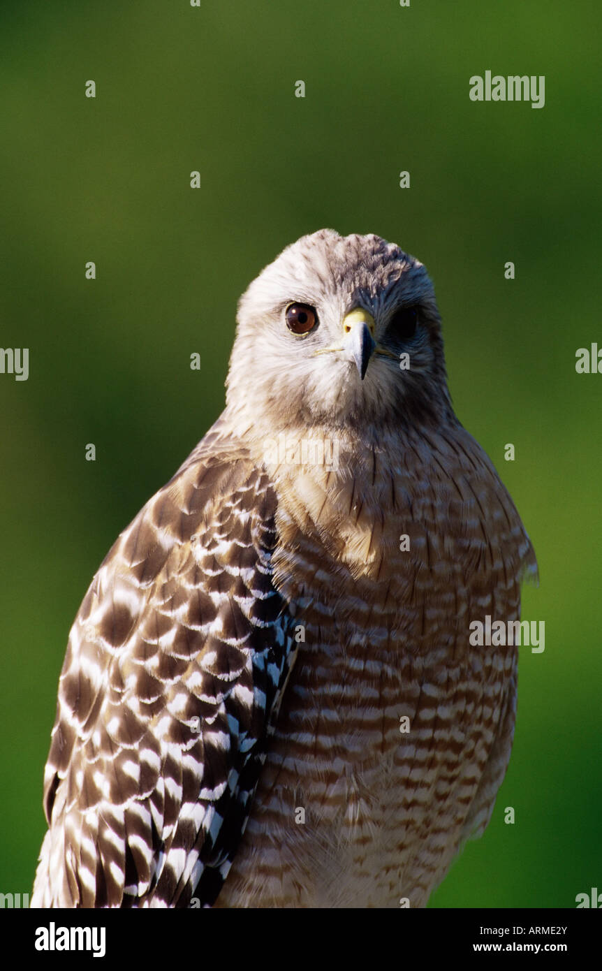 North american red shouldered hawk hi-res stock photography and images ...