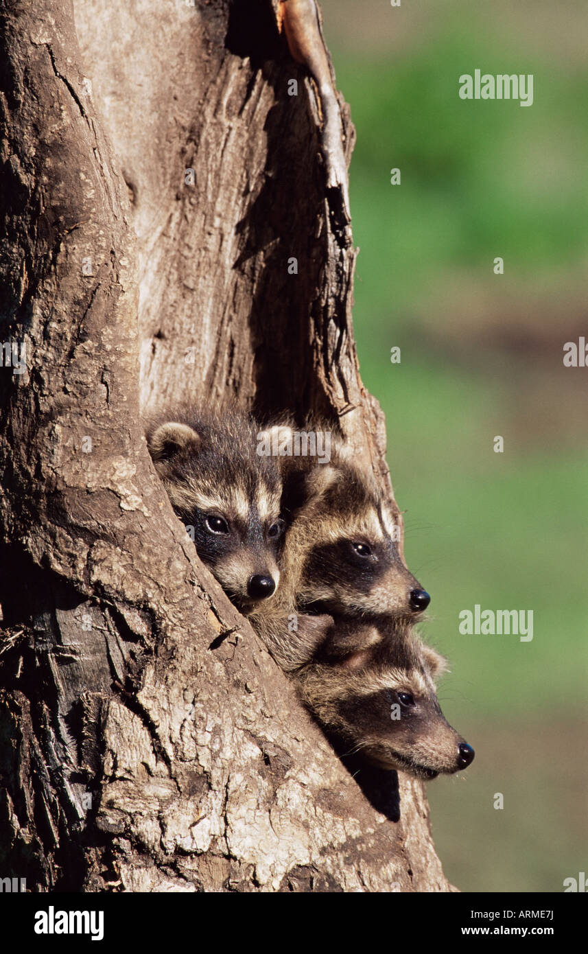 Raccoons (Racoons) (Procyon lotor), 41 day old young in captivity ...
