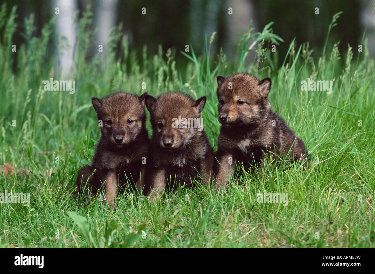 Gray wolf pups (Canis lupus), 27 days old, in captivity, Sandstone ...