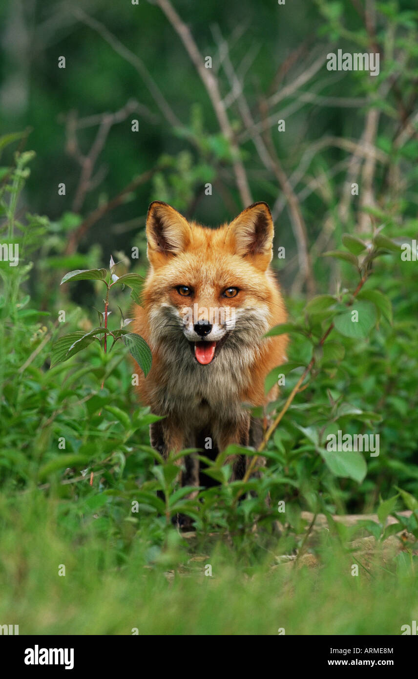 Red fox panting hi-res stock photography and images - Alamy
