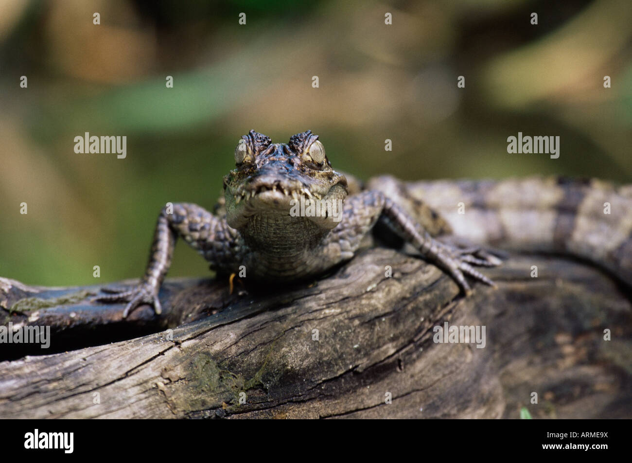 Young spectacled caiman (Caiman crocodilus) in captivity, from sub ...