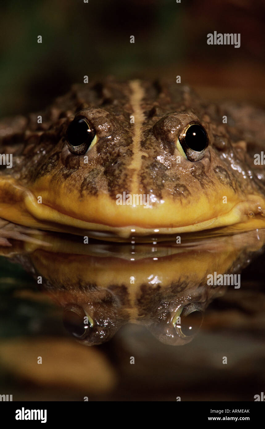 Burrowing toad hi-res stock photography and images - Alamy