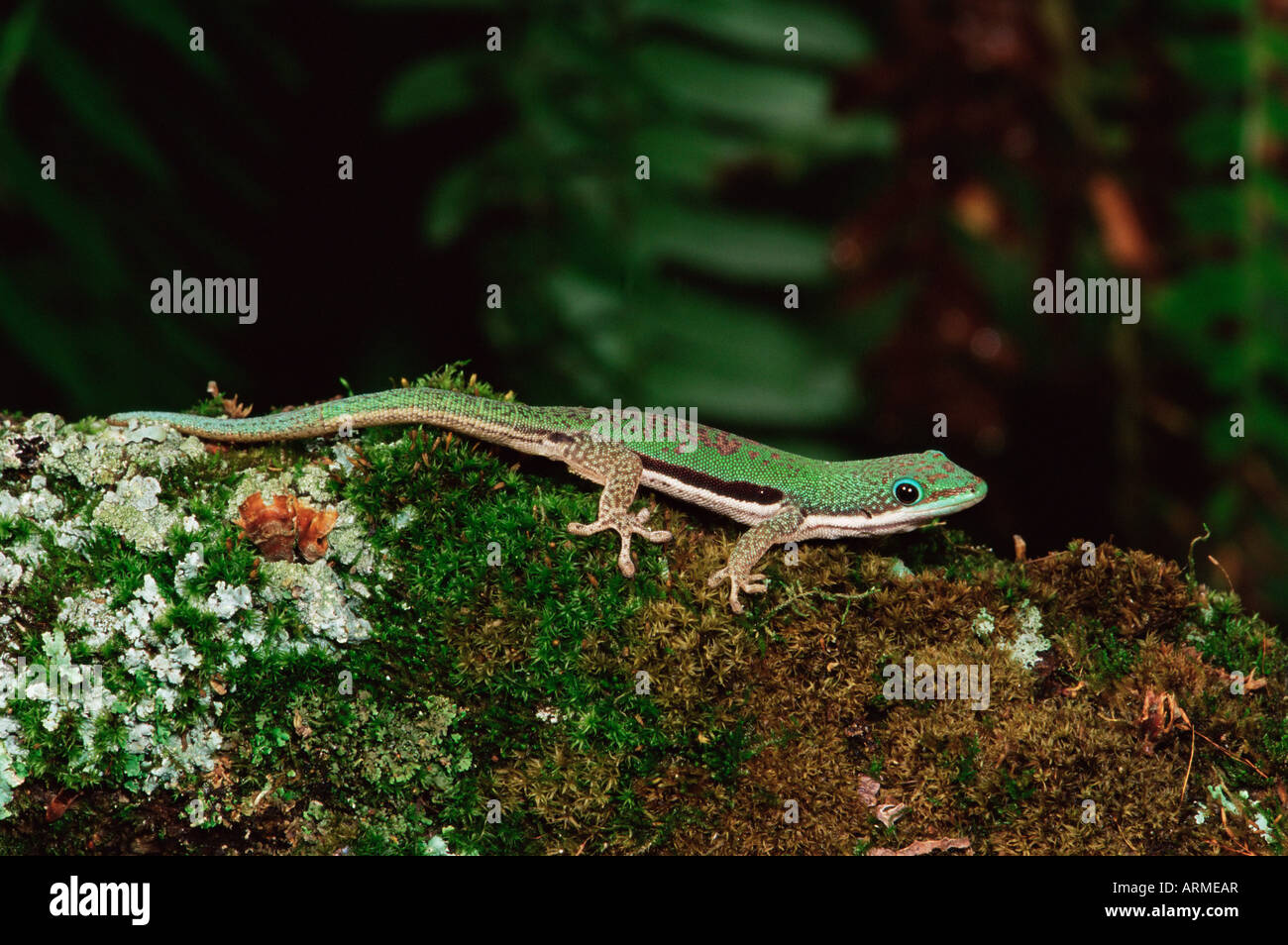 Lined day gecko (Phelsuma lineata), in captivity, from Madagascar ...