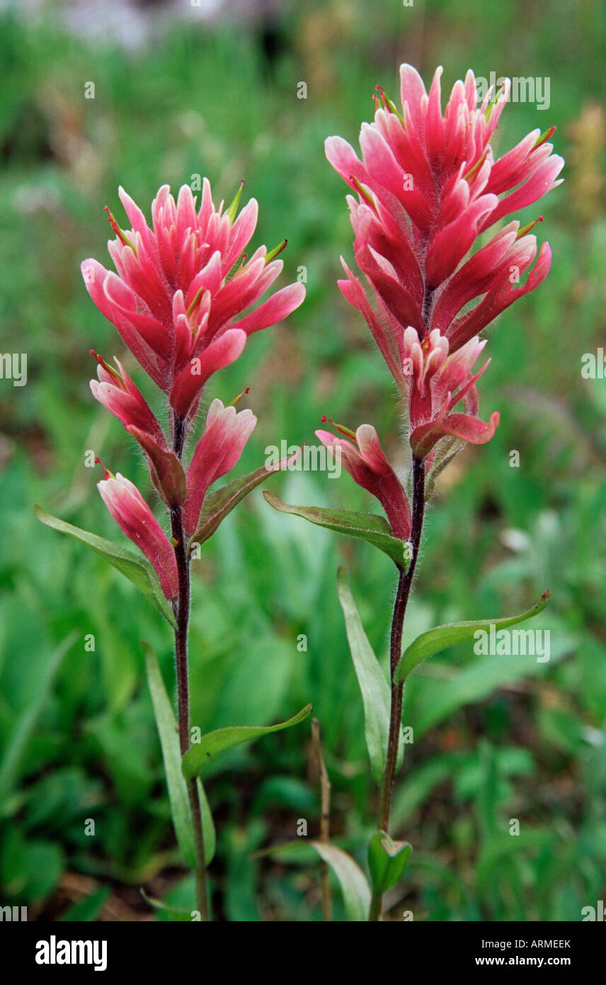 Paintbrush, Banff National Park, Alberta, Canada, North America Stock ...