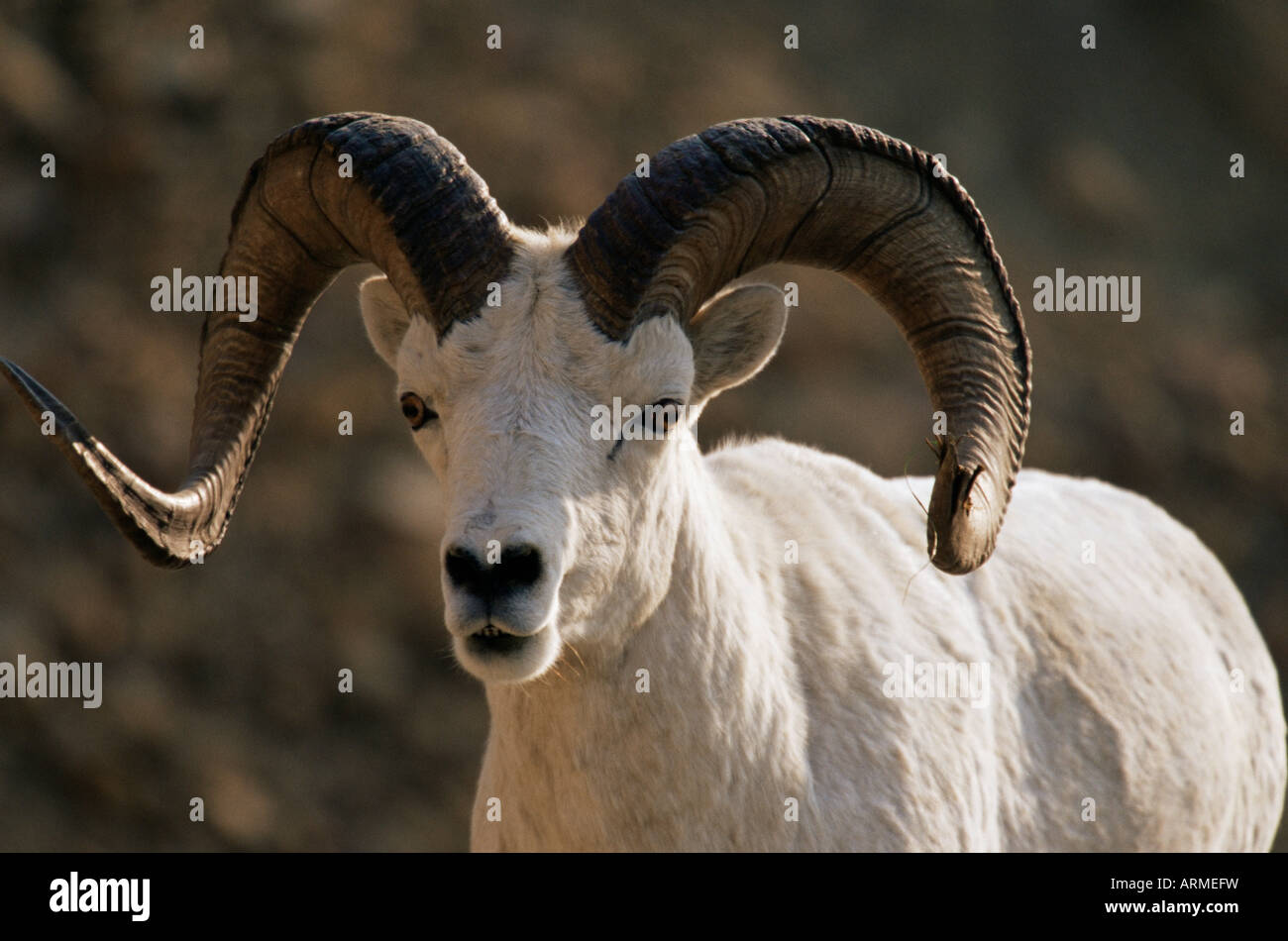 Male dall sheep (Ovis dalli), Denali National Park, Alaska, United ...