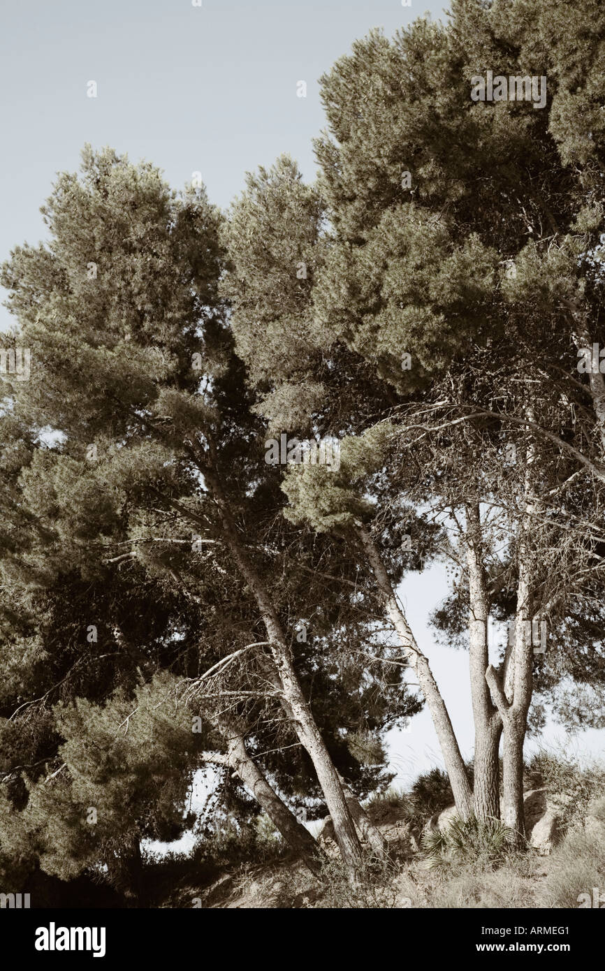 Mediterranean pine trees Stock Photo - Alamy