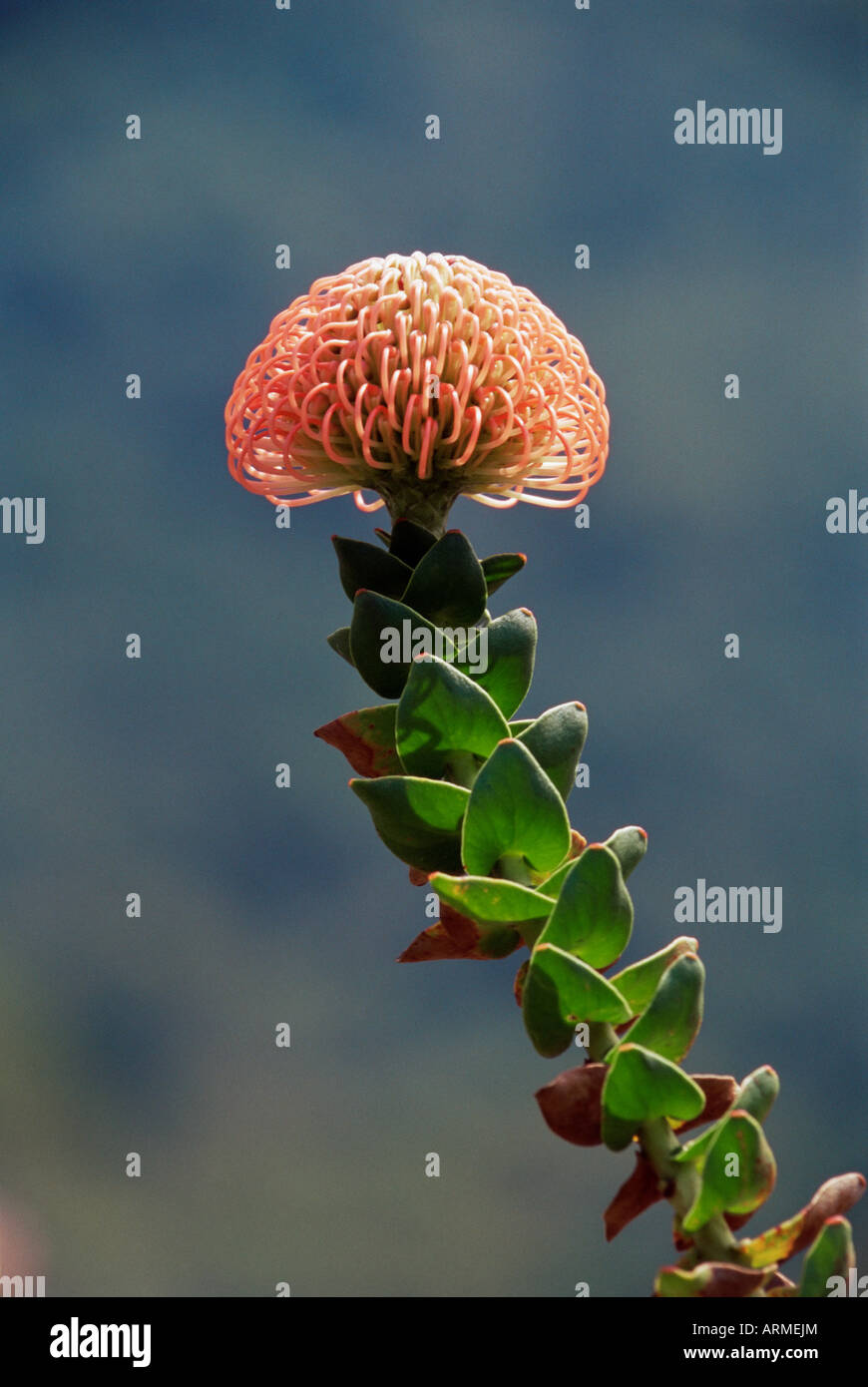 Nodding pincushion (Leucadendron cordifolium), Cape Town, South Africa ...
