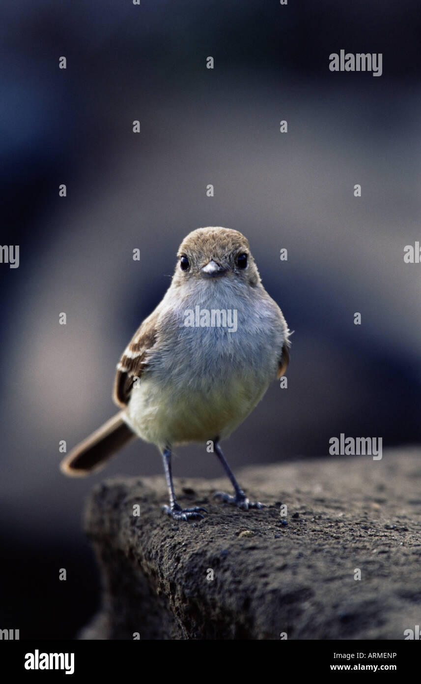 Galapagos flycatcher (Myriarchus magnirestris), James Island, Galapagos ...