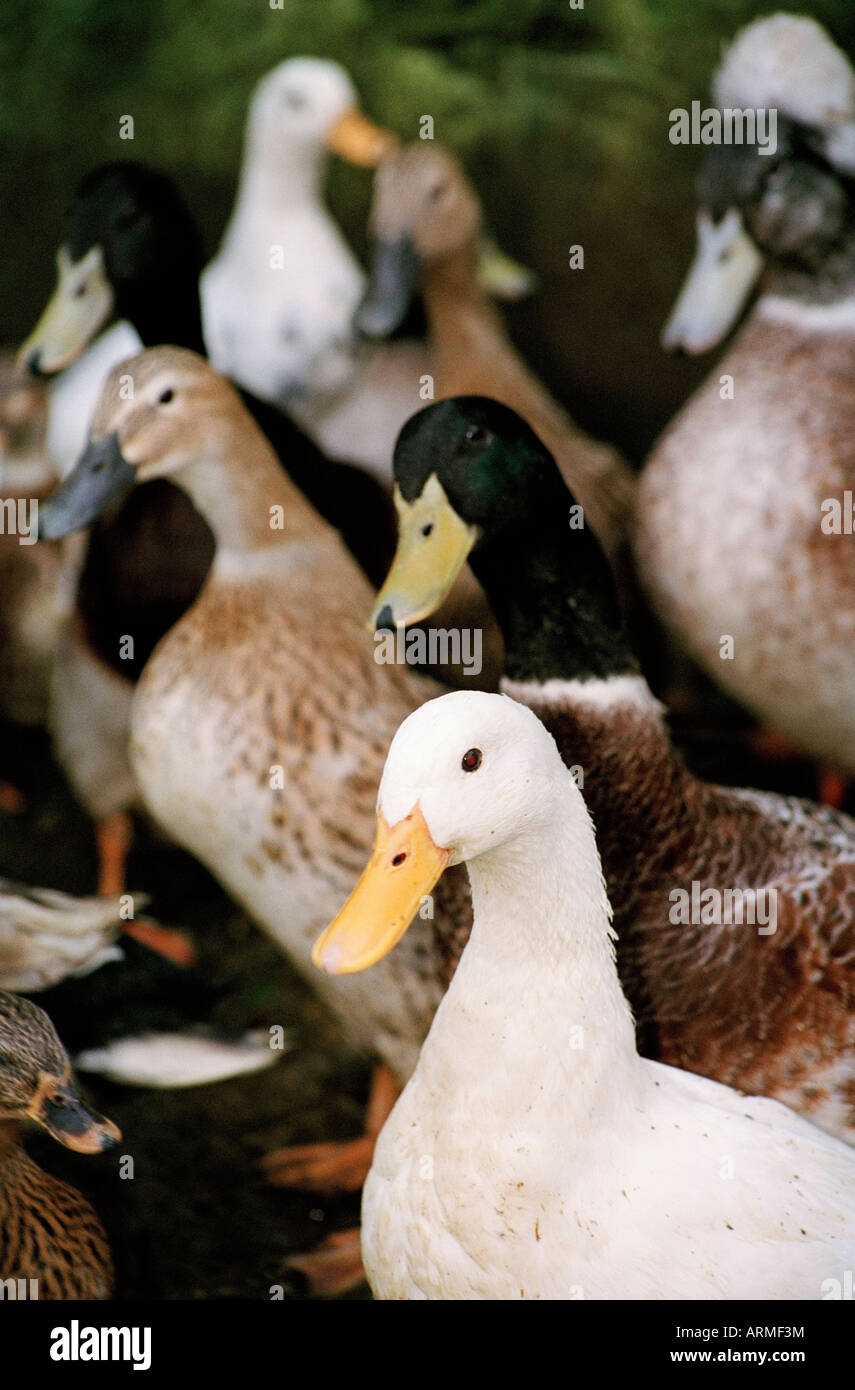 Group of wild ducks Stock Photo - Alamy
