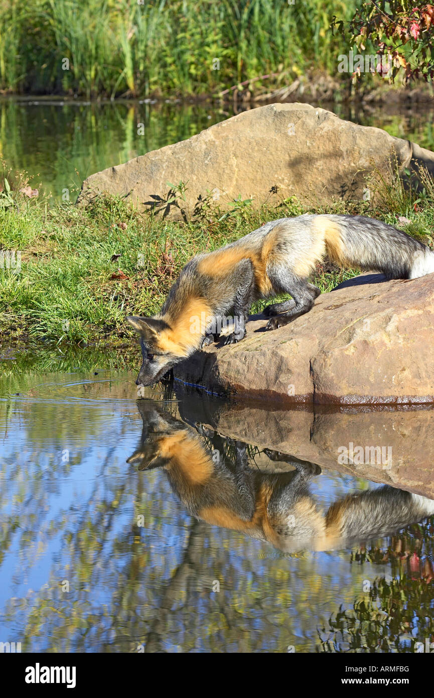 Cross phase red fox hi-res stock photography and images - Alamy