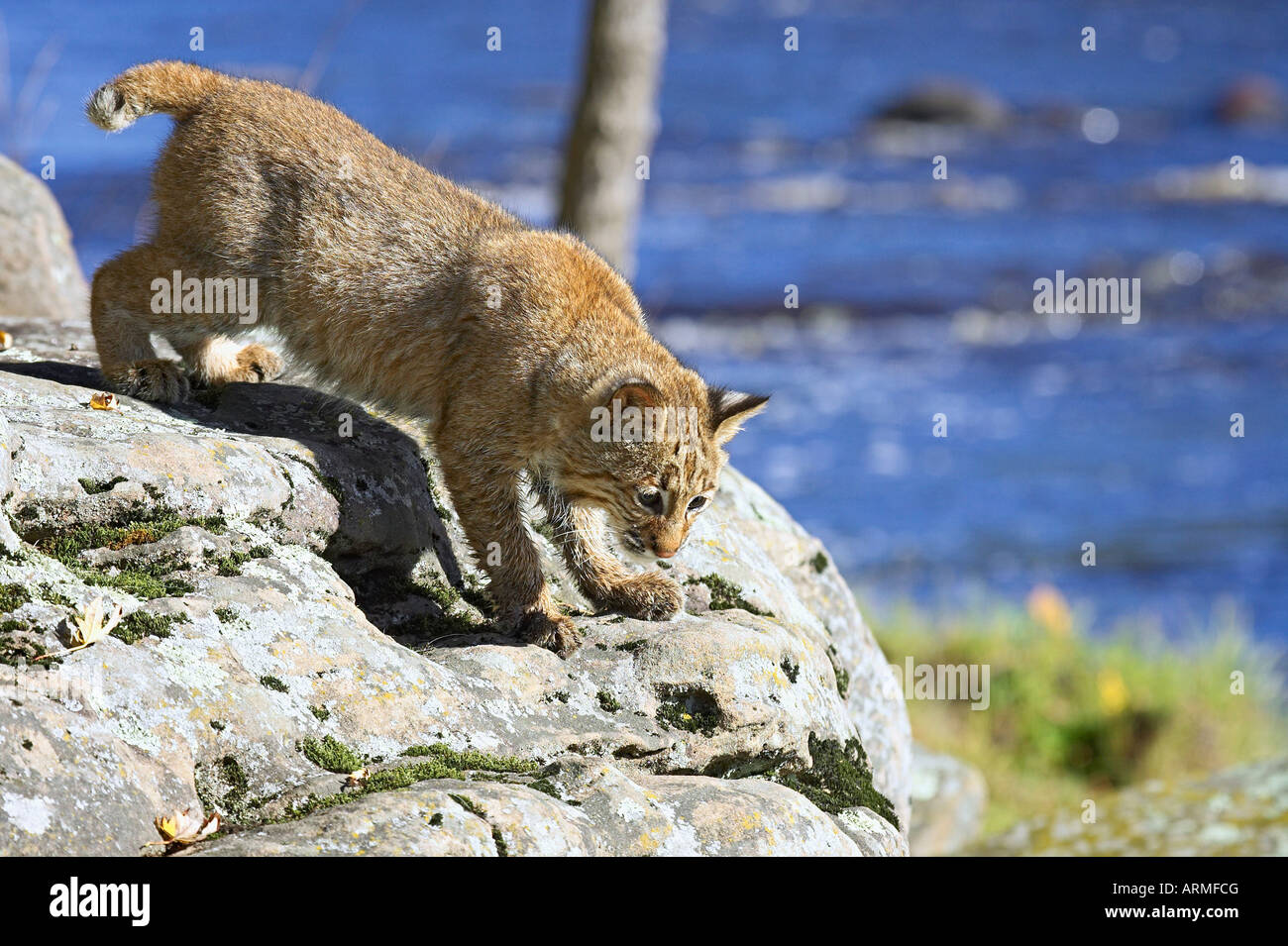 Young bobcat (Lynx rufus) in captivity, Minnesota Wildlife Connection ...