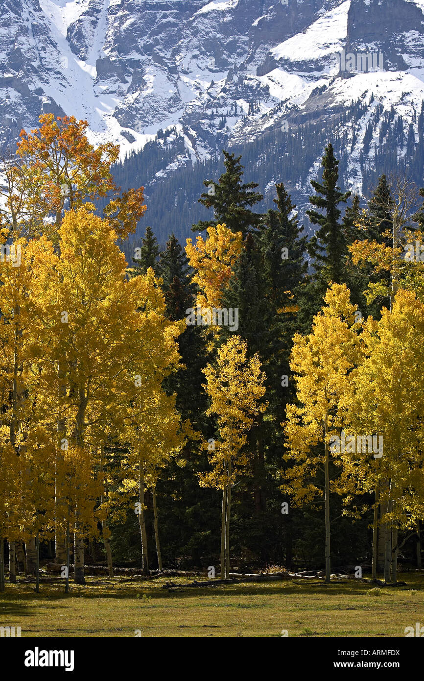 Fall colors of aspens with evergreens, near Ouray, Colorado, Uninted ...