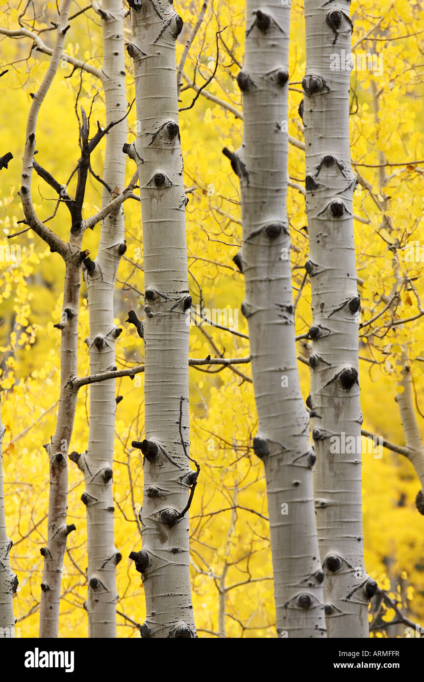 Aspen trunks and fall foliage, near Telluride, Colorado, United States ...