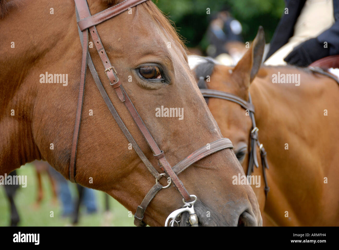 The horse a large solid hoofed herbivorous Stock Photo - Alamy