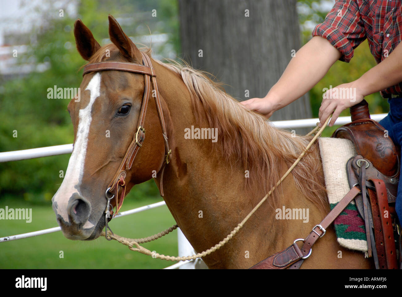 Male High school student riding a brown horse competes in equestrian ...