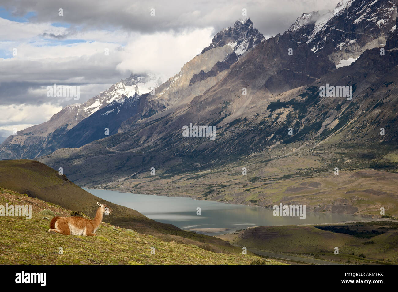 Lago lama hi-res stock photography and images - Alamy