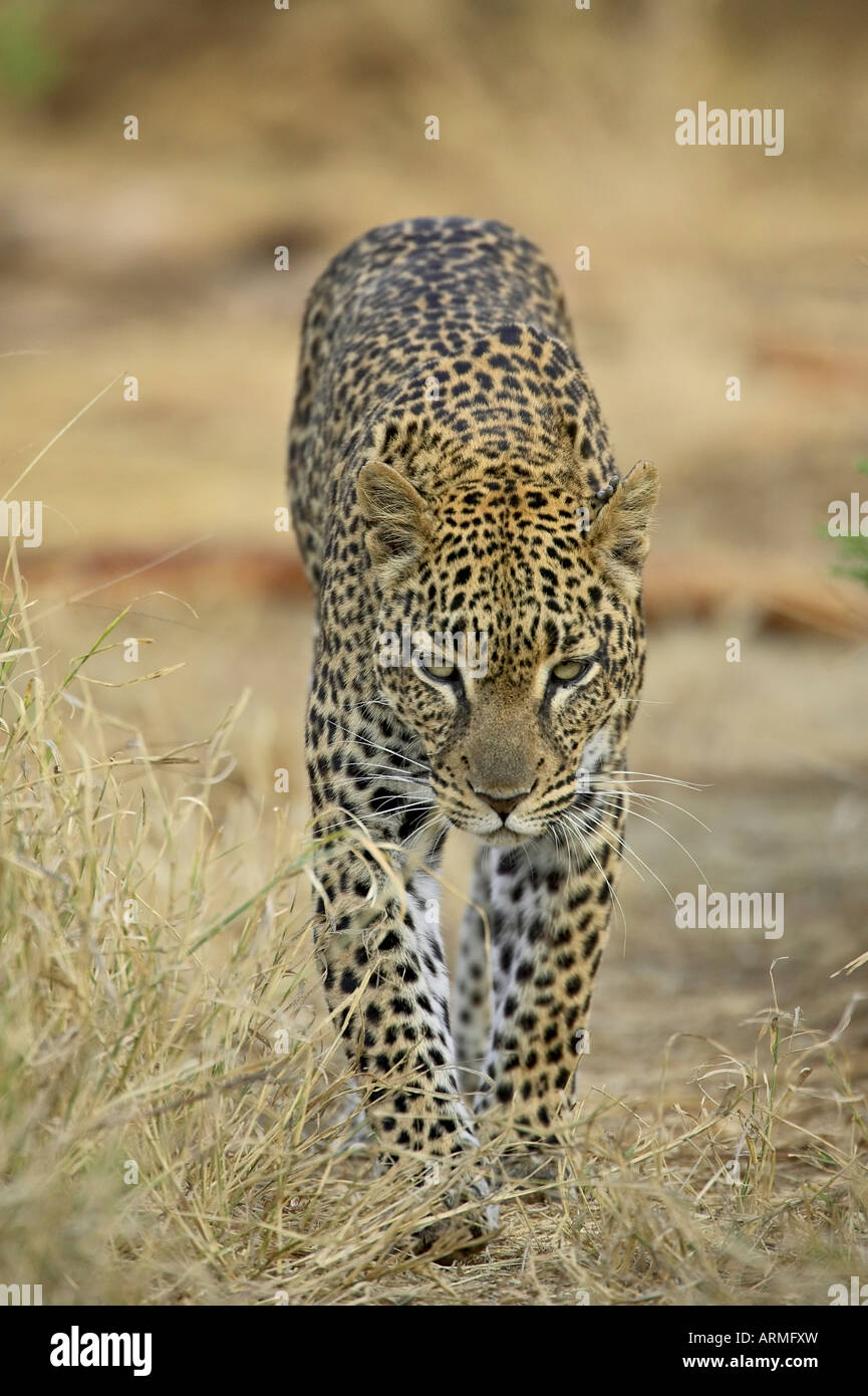 Come straight towards hi-res stock photography and images - Alamy