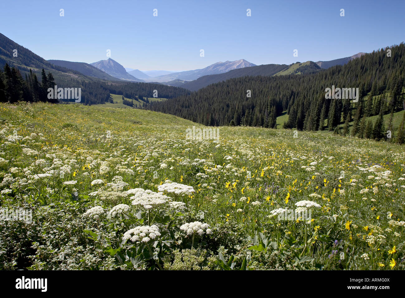 Cow parsnip and Alpine sunflower with Crested Butte in the distance ...