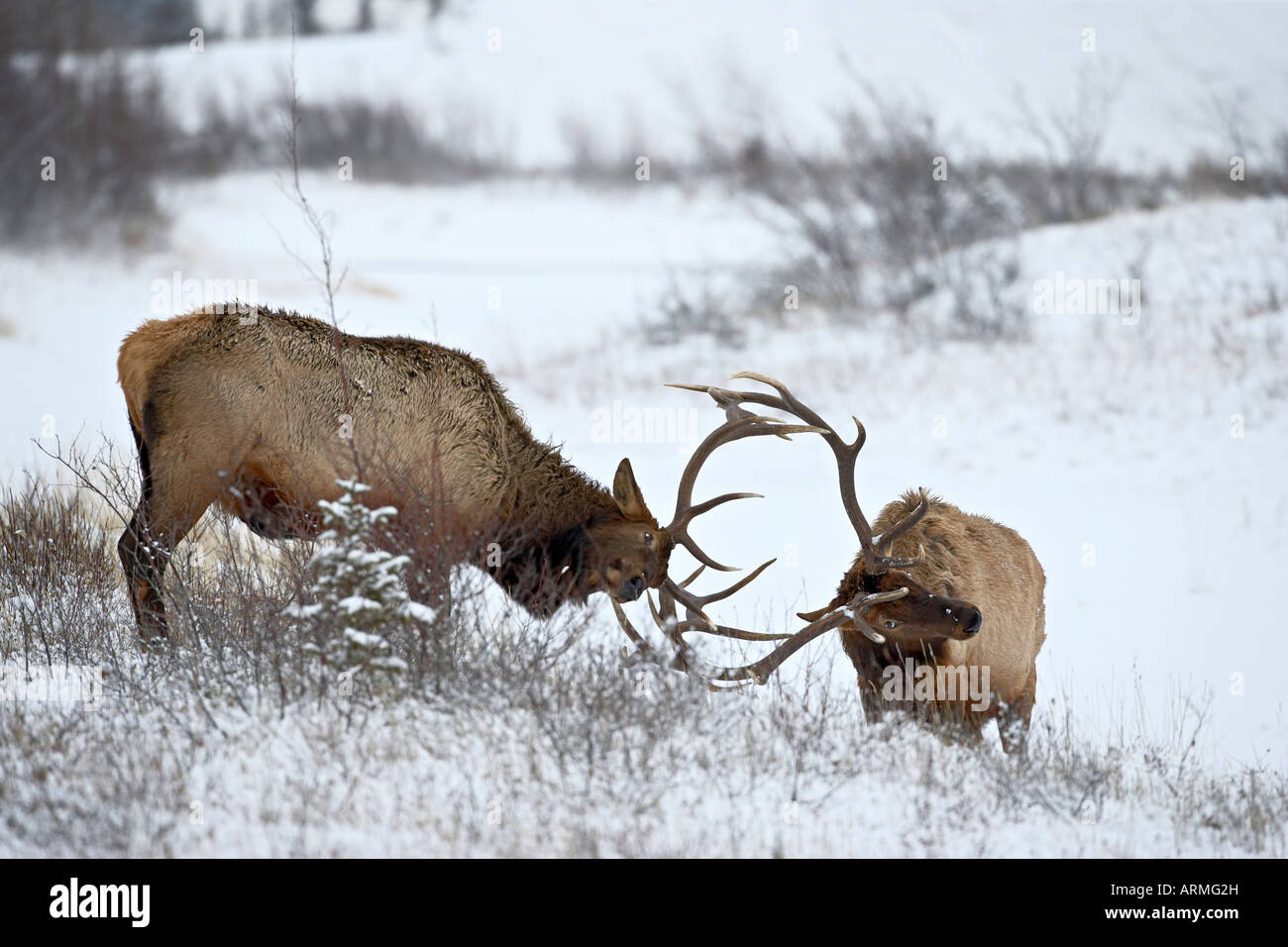 Two bull elk (Cervus canadensis) sparring in the snow, Jasper National ...