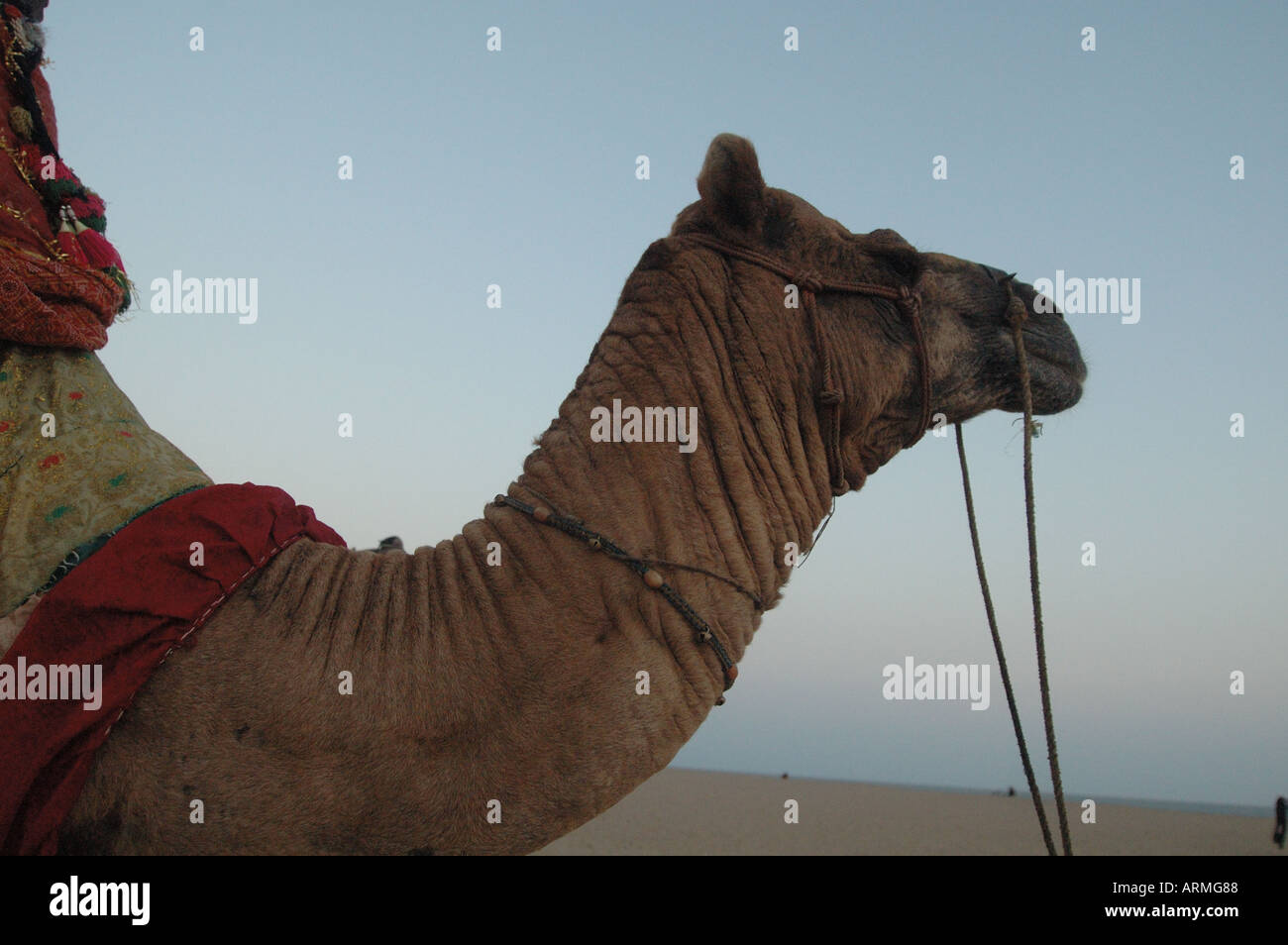 Camel rides on beach in Gujarat, India Stock Photo - Alamy