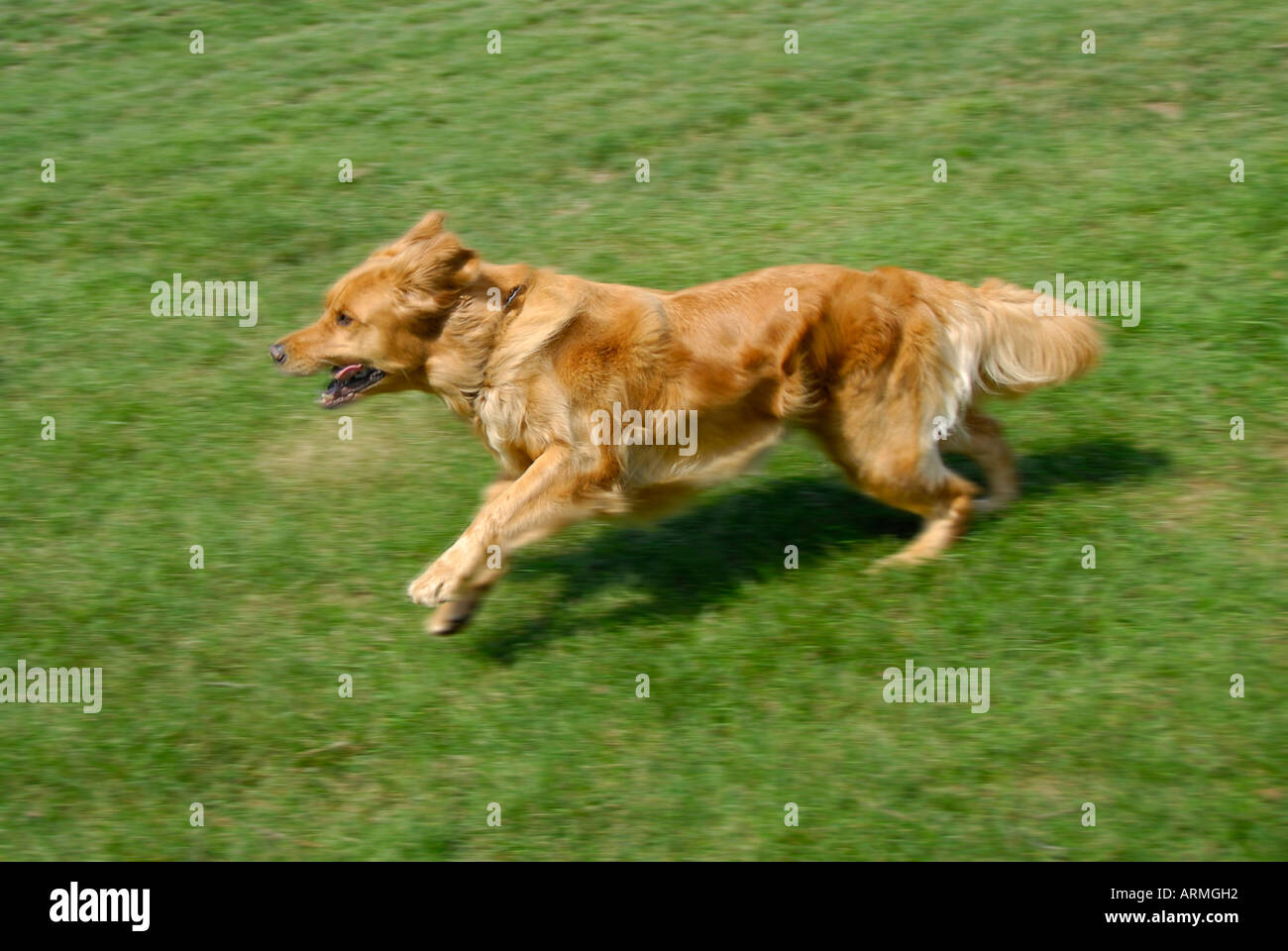 Golden retriever running fast great speed hi-res stock photography and ...