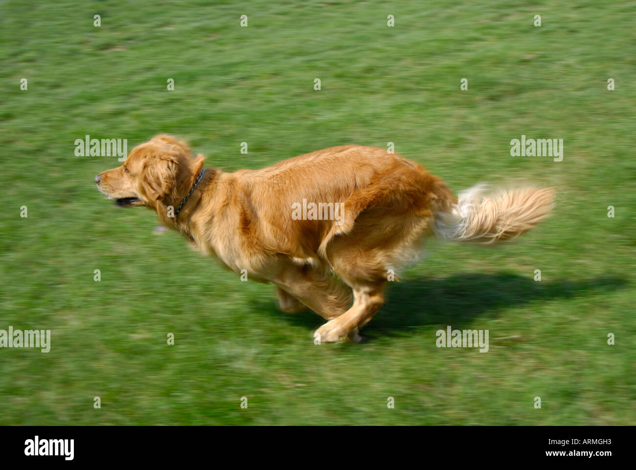 Golden retriever running fast at great speed Stock Photo - Alamy