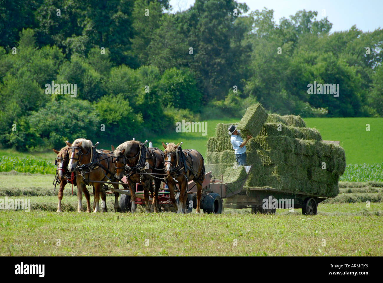 Amish of Michigan located in the farmland near Lexington Michigan Stock ...