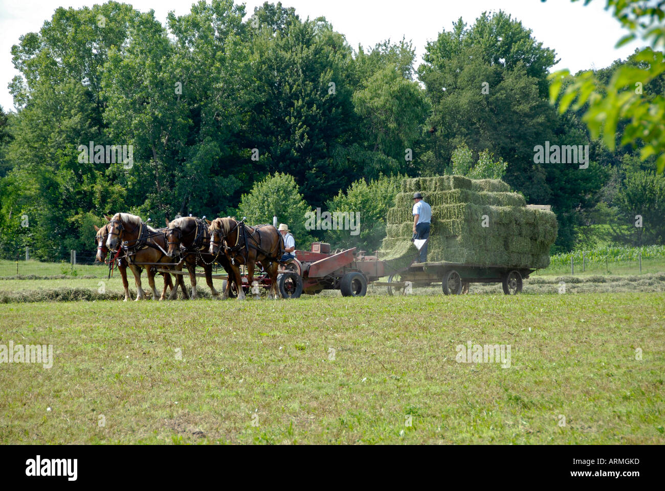 Amish country farm animals hi-res stock photography and images - Alamy