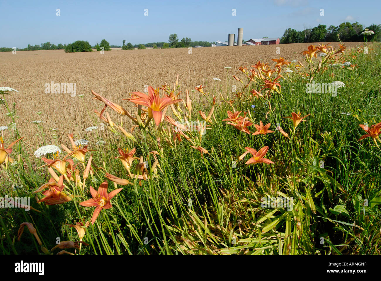 Wheat crop in an Indiana farm field Stock Photo - Alamy