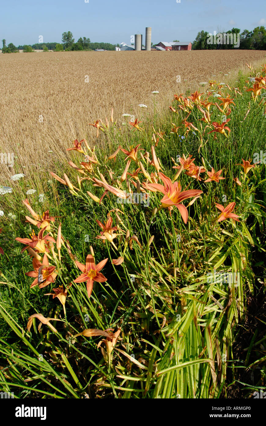 Wheat crop in an Indiana farm field Stock Photo - Alamy