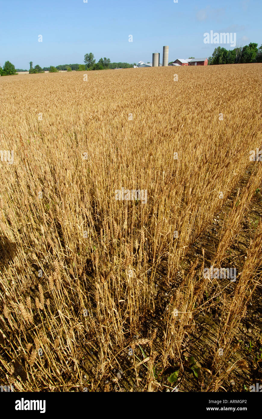 Wheat crop in an Indiana farm field Stock Photo - Alamy