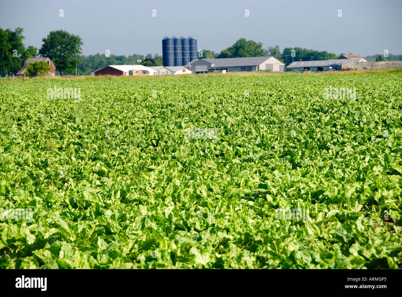 Sugar beet crop in a Michigan farm field Stock Photo - Alamy