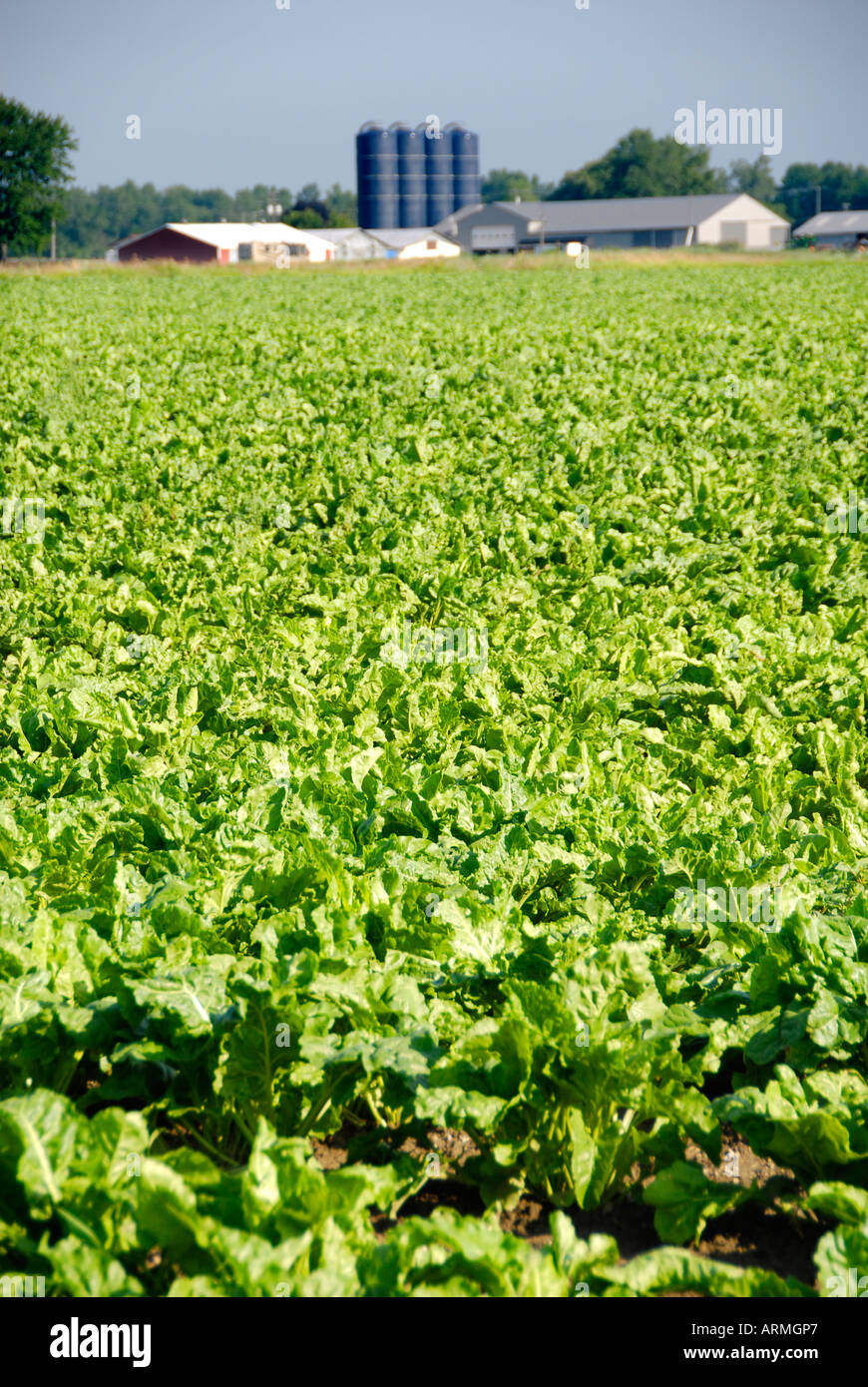 Sugar beet crop in a Michigan farm field Stock Photo - Alamy